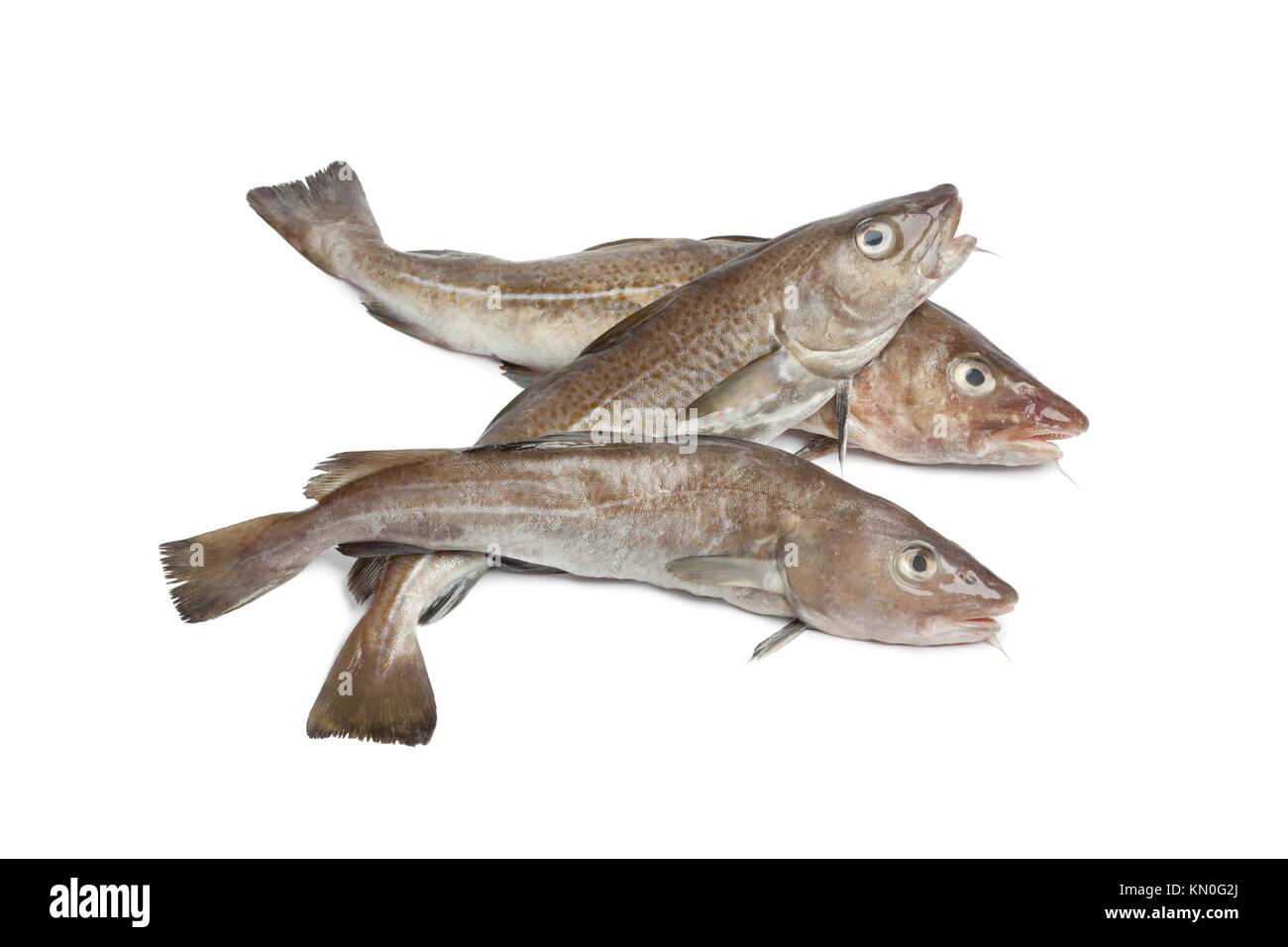 Atlantic cod fish gadus morhua Cut Out Stock Images & Pictures - Alamy