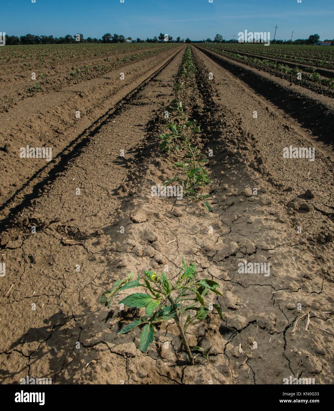 A sand media filtration tank system waters rows of tomatoes at the ...