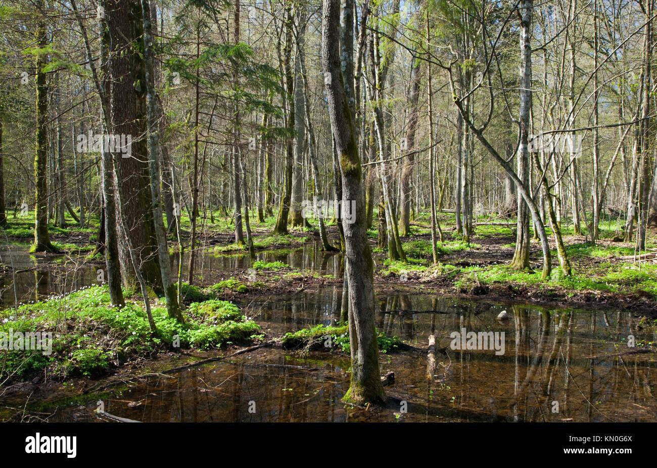 Alder Carr Woodland High Resolution Stock Photography and Images - Alamy