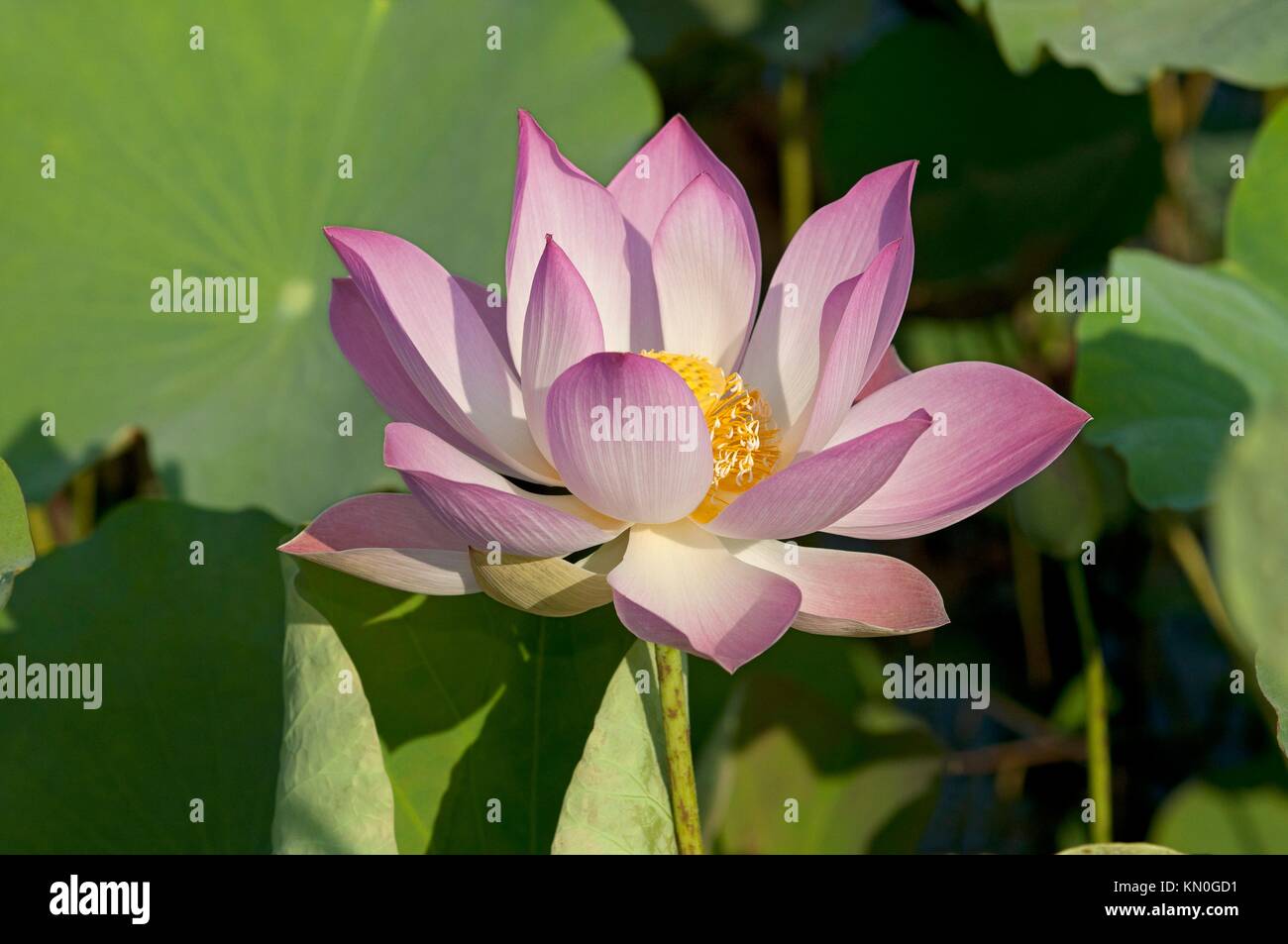 Lotto flower hi-res stock photography and images - Alamy