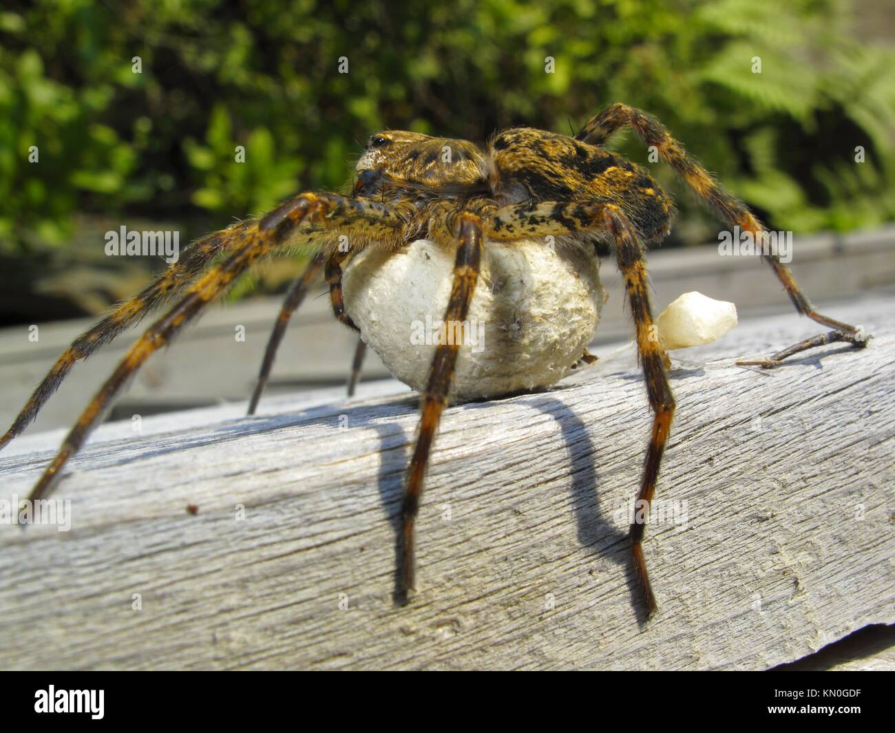 Fishing spider fishing hi-res stock photography and images - Alamy