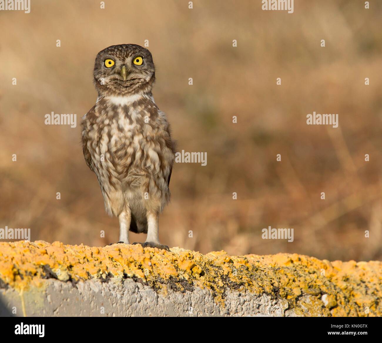 Athens owl hi-res stock photography and images - Alamy