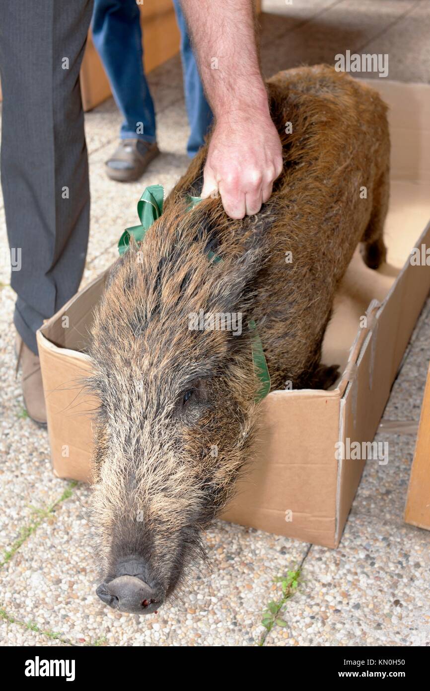 Boar caught hi-res stock photography and images - Alamy
