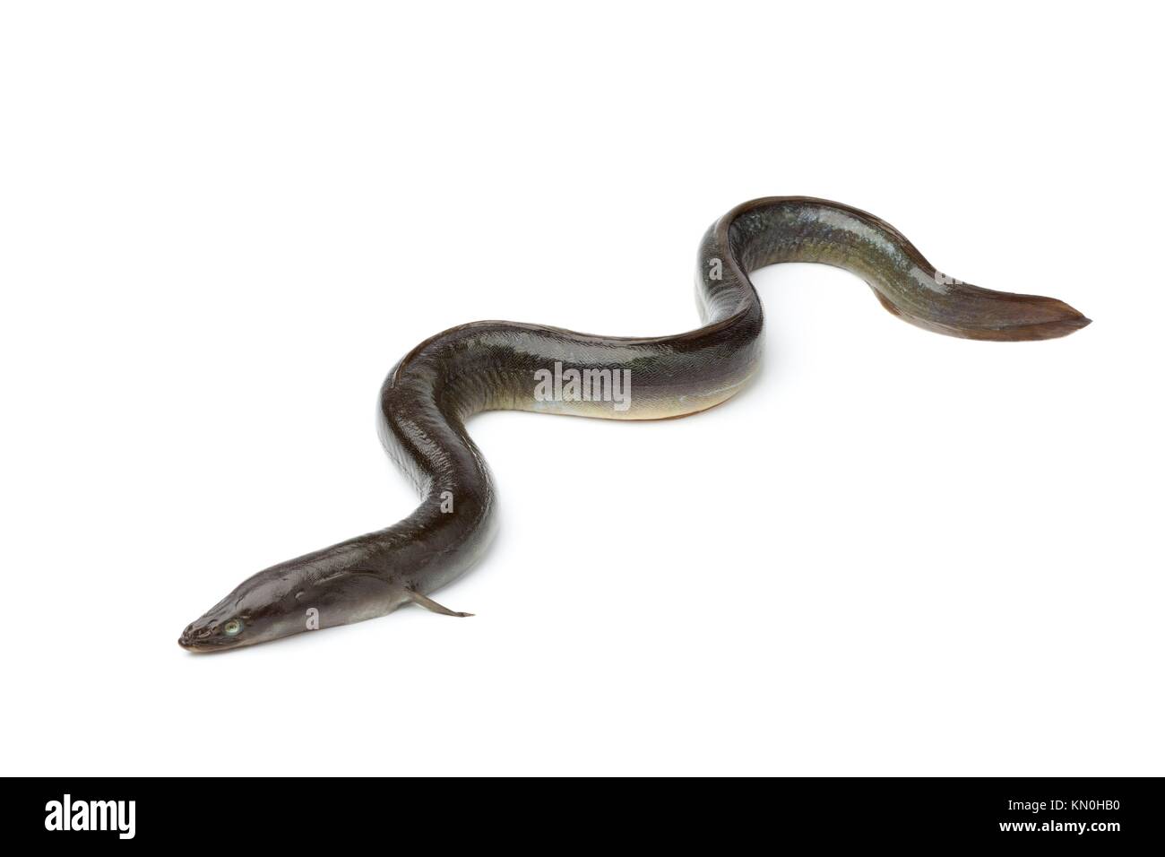 The european eel hi-res stock photography and images - Alamy
