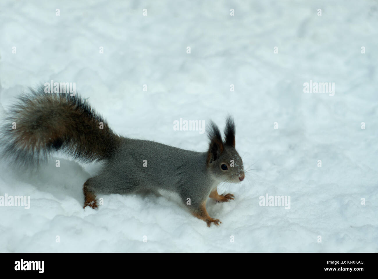 Eurasian red squirrel in grey winter coat with ear-tufts red squirrel ...