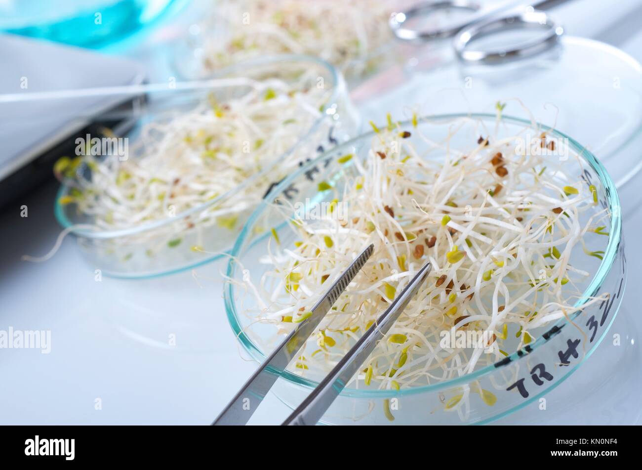 Alfalfa experiment hi-res stock photography and images - Alamy