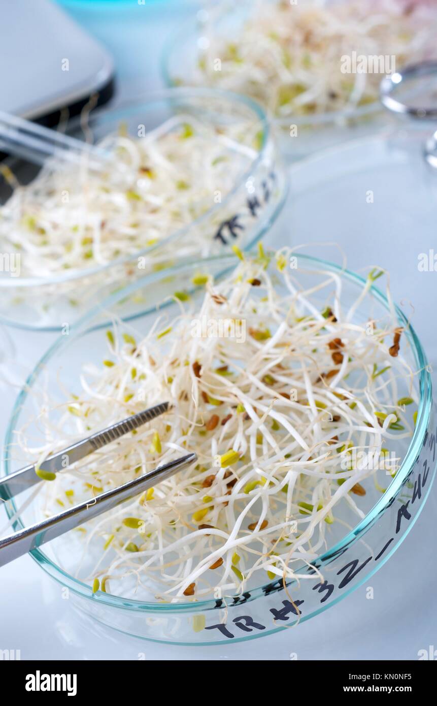 Alfalfa experiment hi-res stock photography and images - Alamy