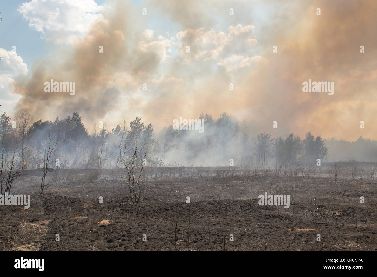 Massive forest wildfire due to hot, dry and windy weather Stock Photo ...