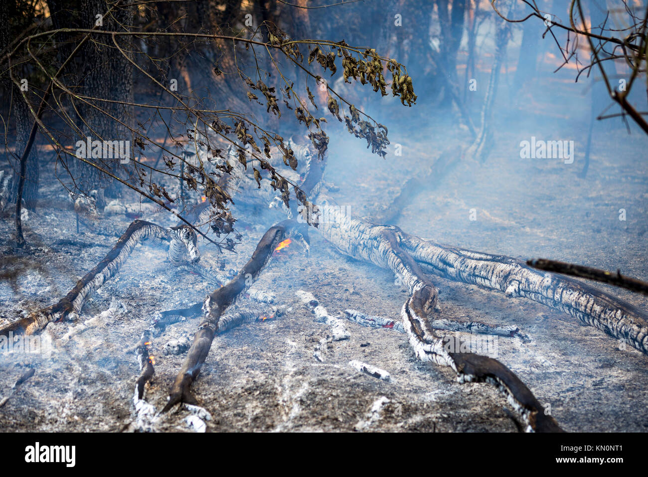 Massive forest wildfire due to hot, dry and windy weather Stock Photo ...