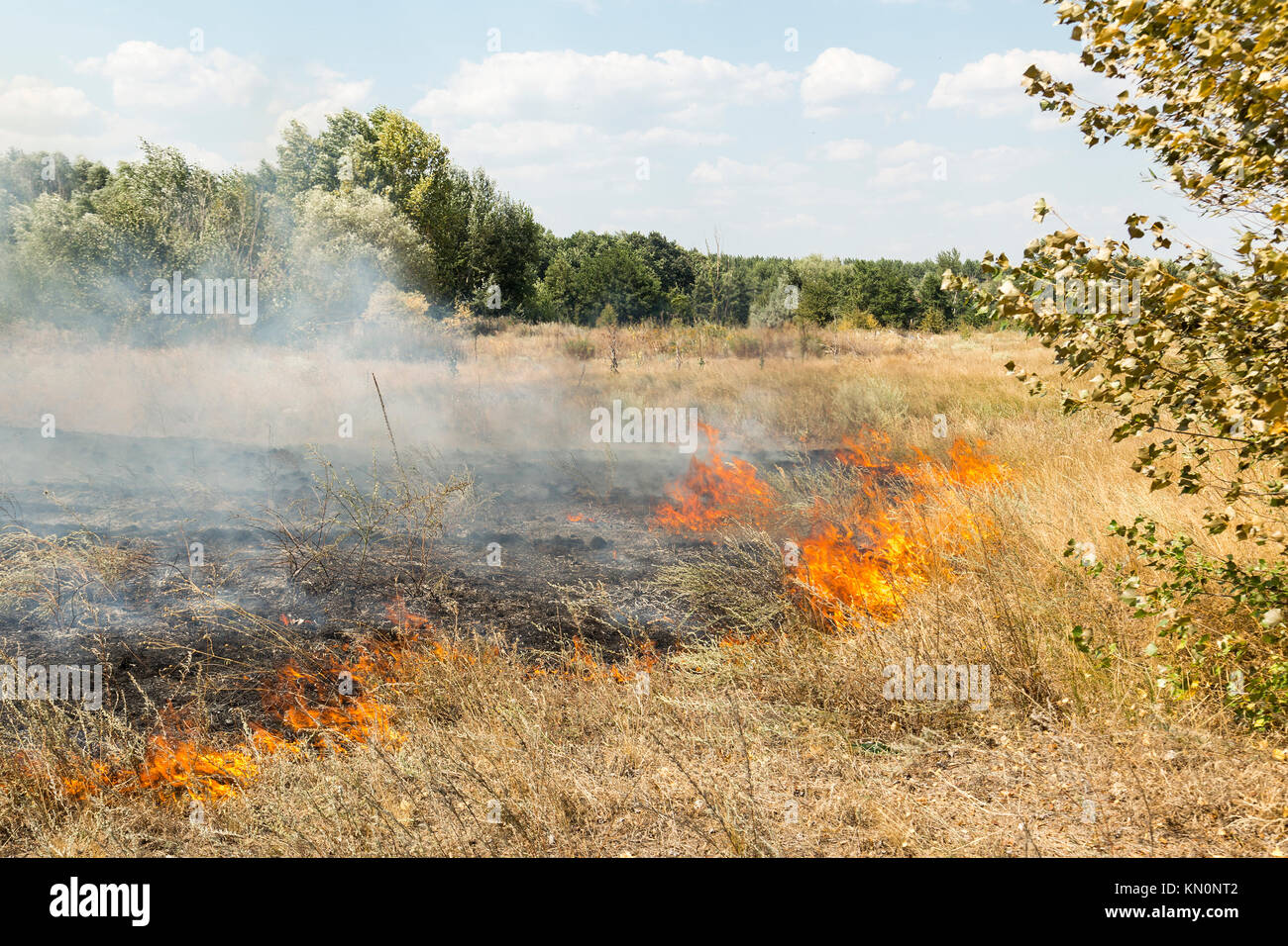 Massive forest wildfire due to hot, dry and windy weather Stock Photo ...