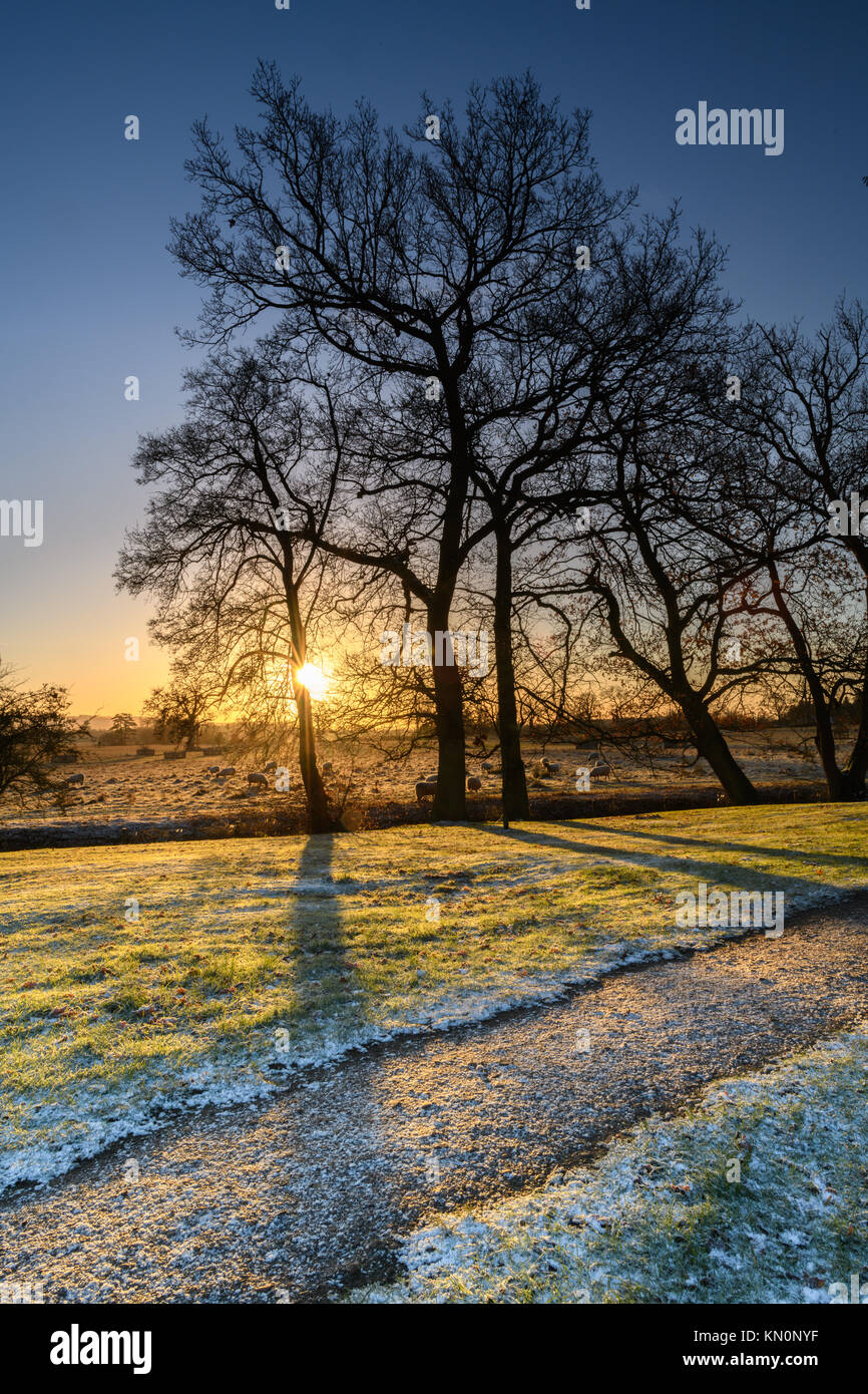 Sunrise and trees Stock Photo - Alamy