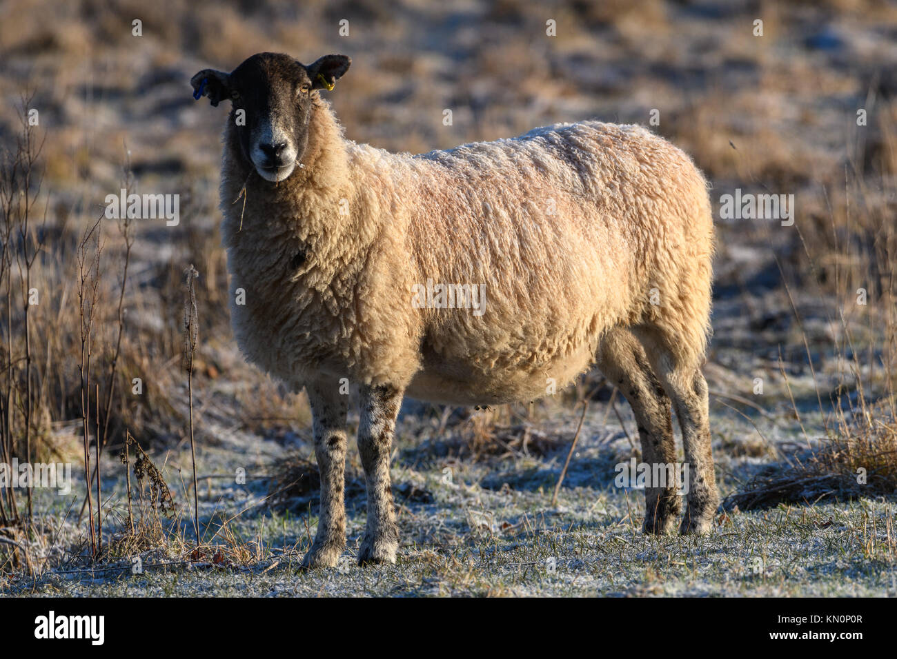 Sheep with frost in a field Stock Photo - Alamy