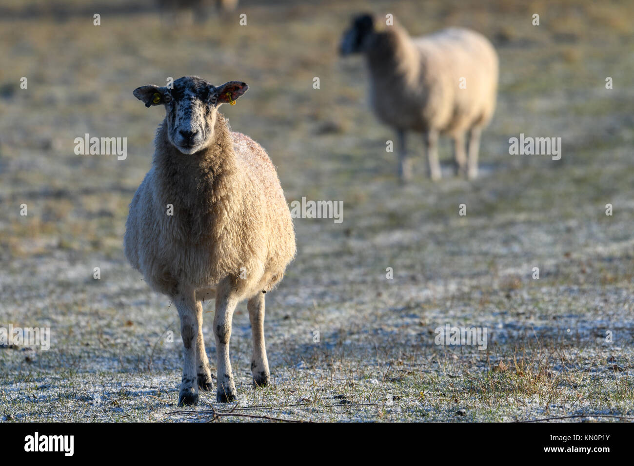 Sheep with frost in a field Stock Photo - Alamy