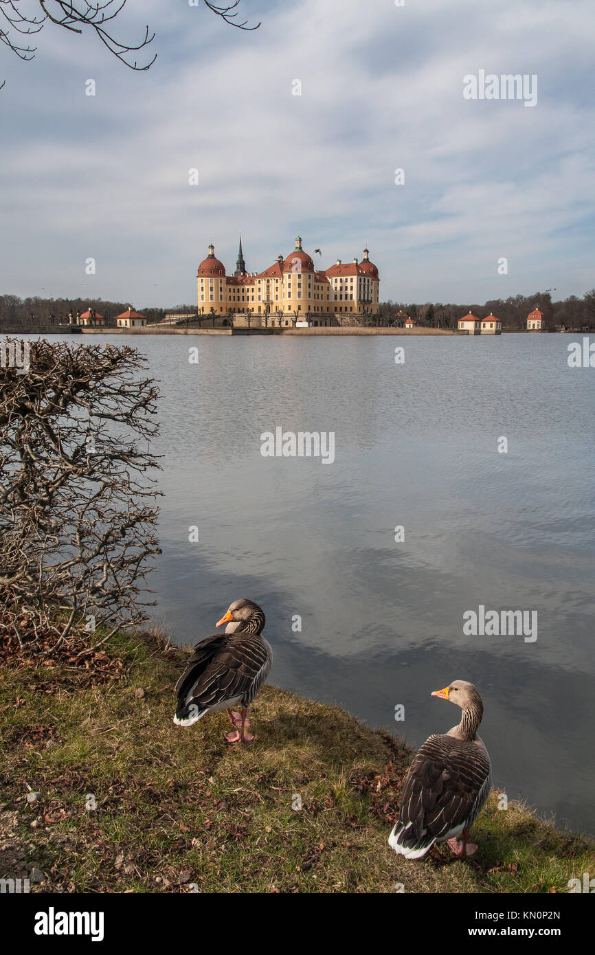 Castle Moritzburg near Dresden in Saxonia in Germany Stock Photo - Alamy