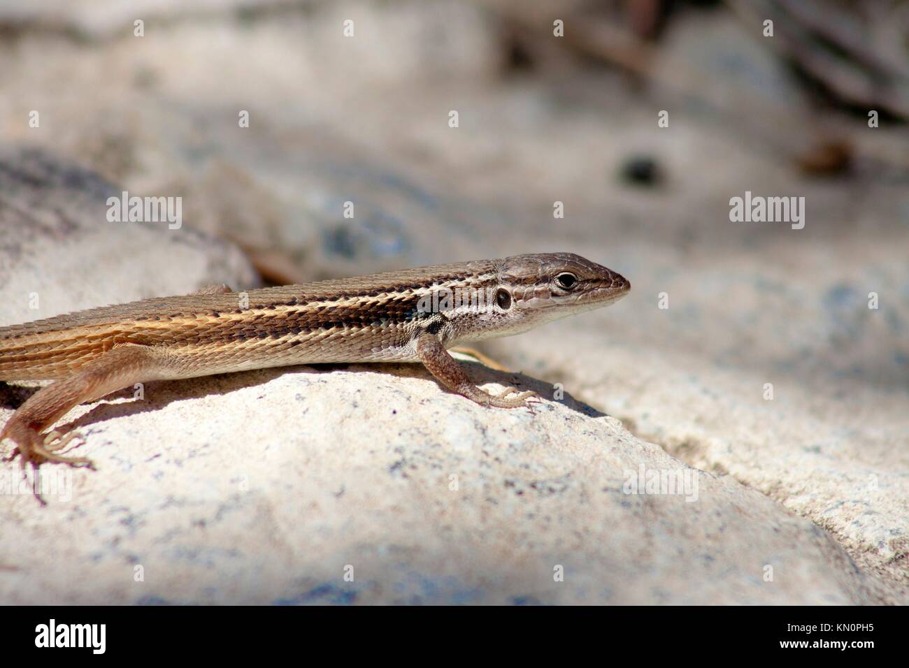 Podarcis hispanicus hi-res stock photography and images - Alamy