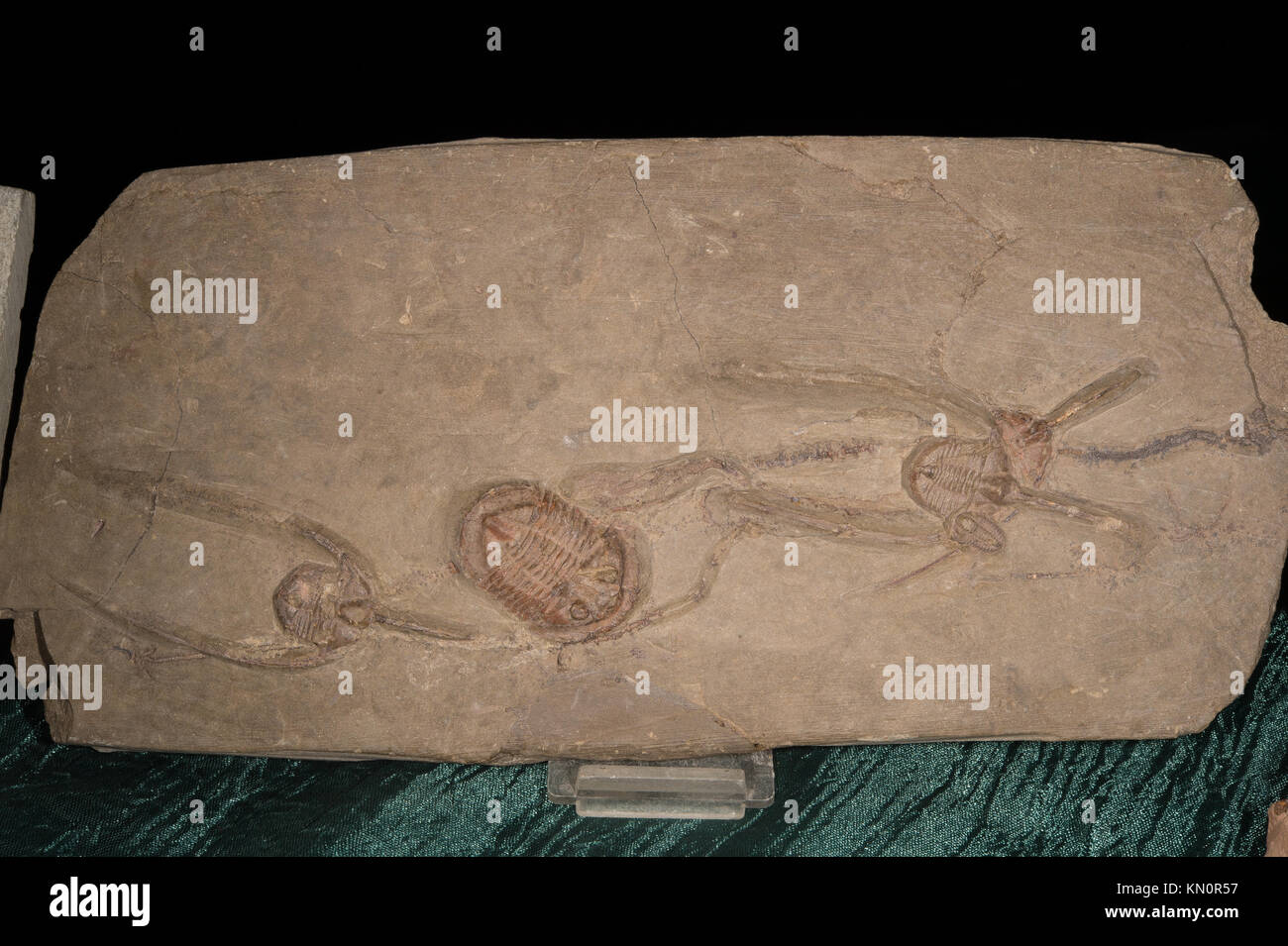 Trilobites hi-res stock photography and images - Alamy