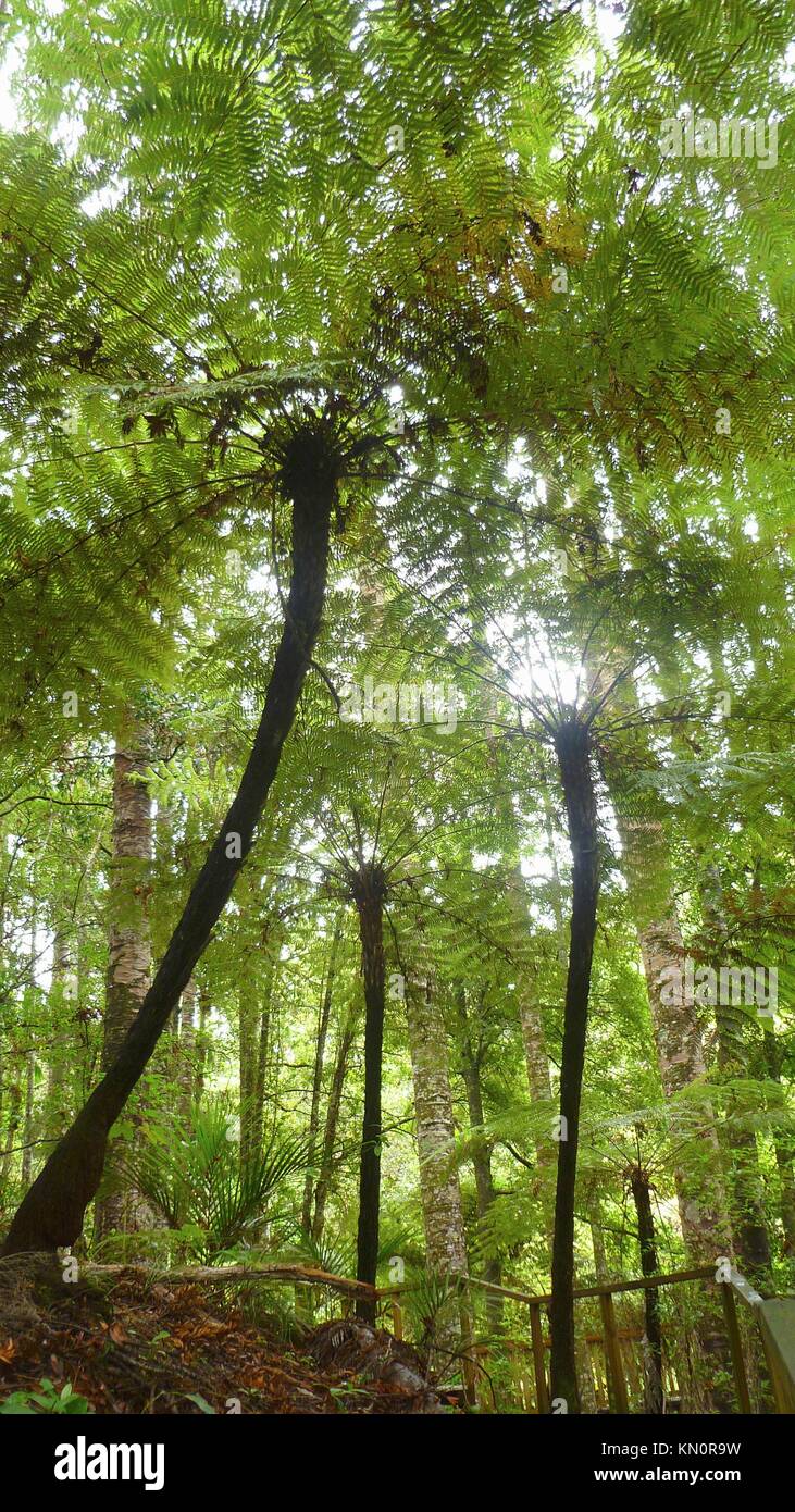 Kauri Trees High Resolution Stock Photography and Images - Alamy