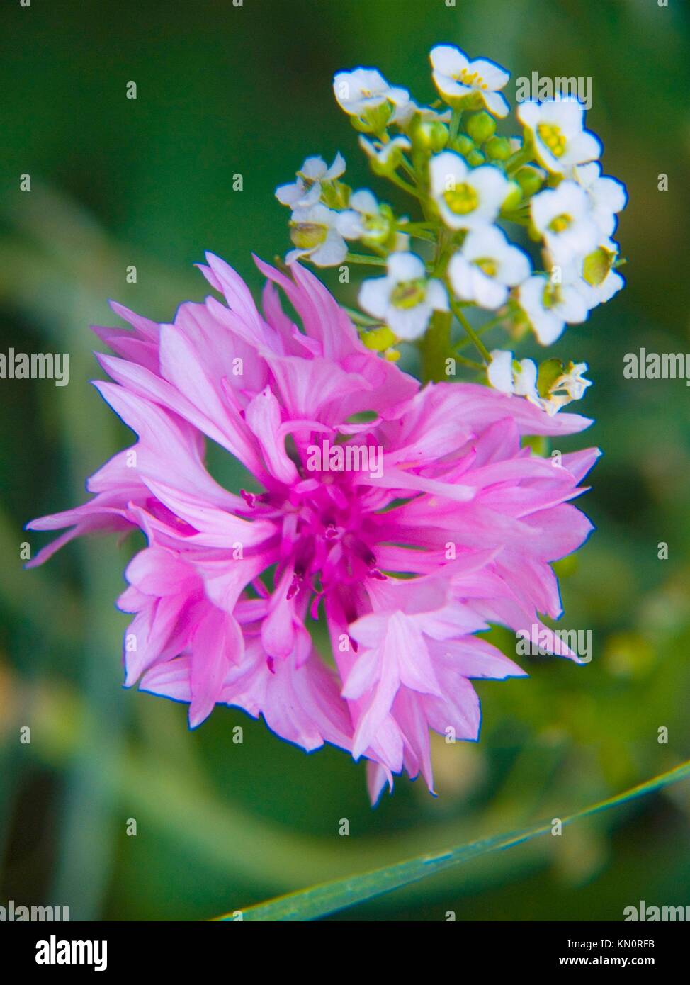 Dianthus rose hi-res stock photography and images - Alamy