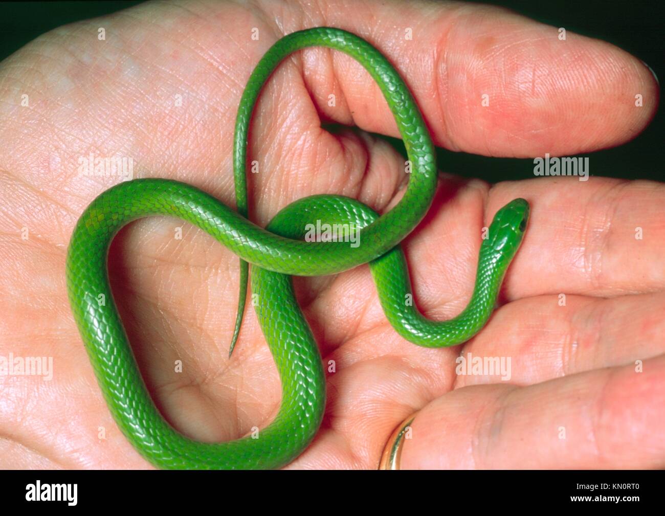 Hand holding snake hi-res stock photography and images - Alamy
