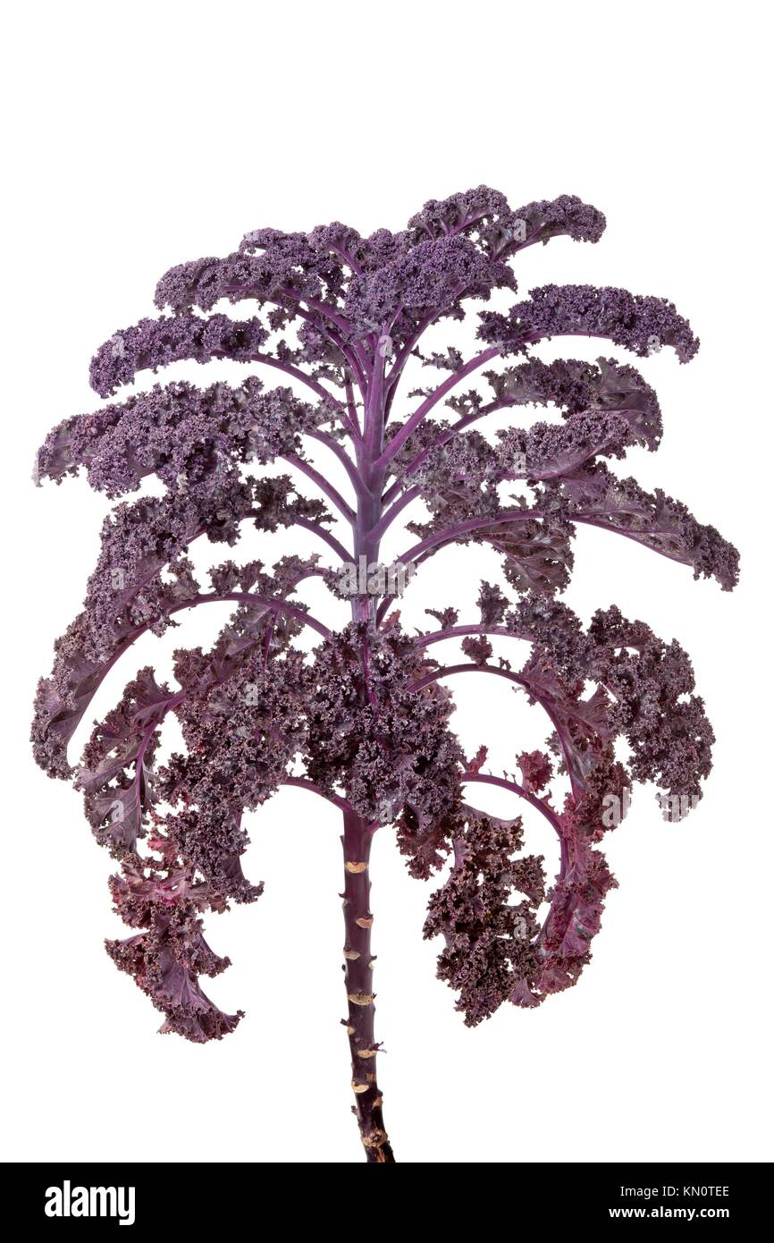 Red kale on white background Stock Photo - Alamy