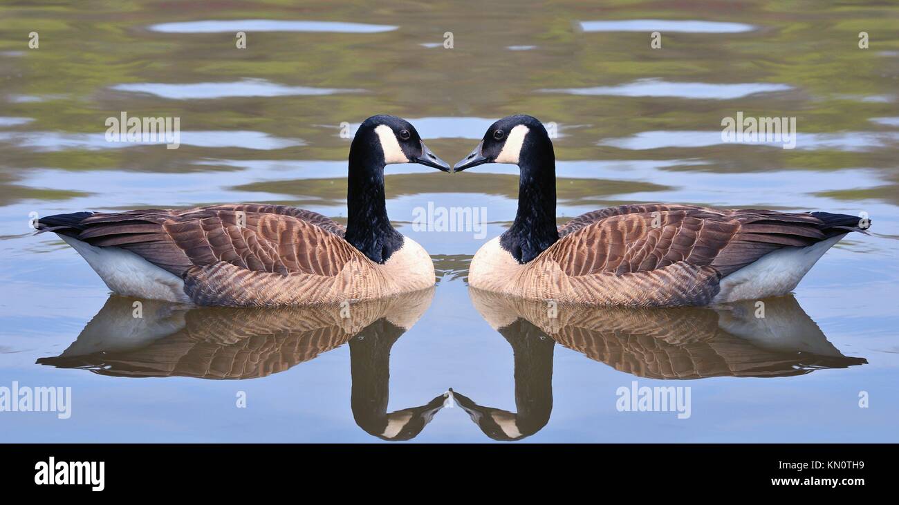 Animal forming heart hi-res stock photography and images - Alamy