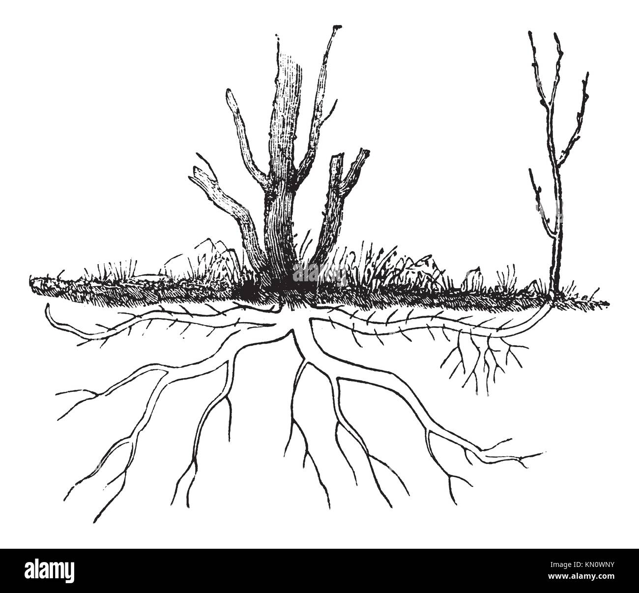 Layering Reproduction