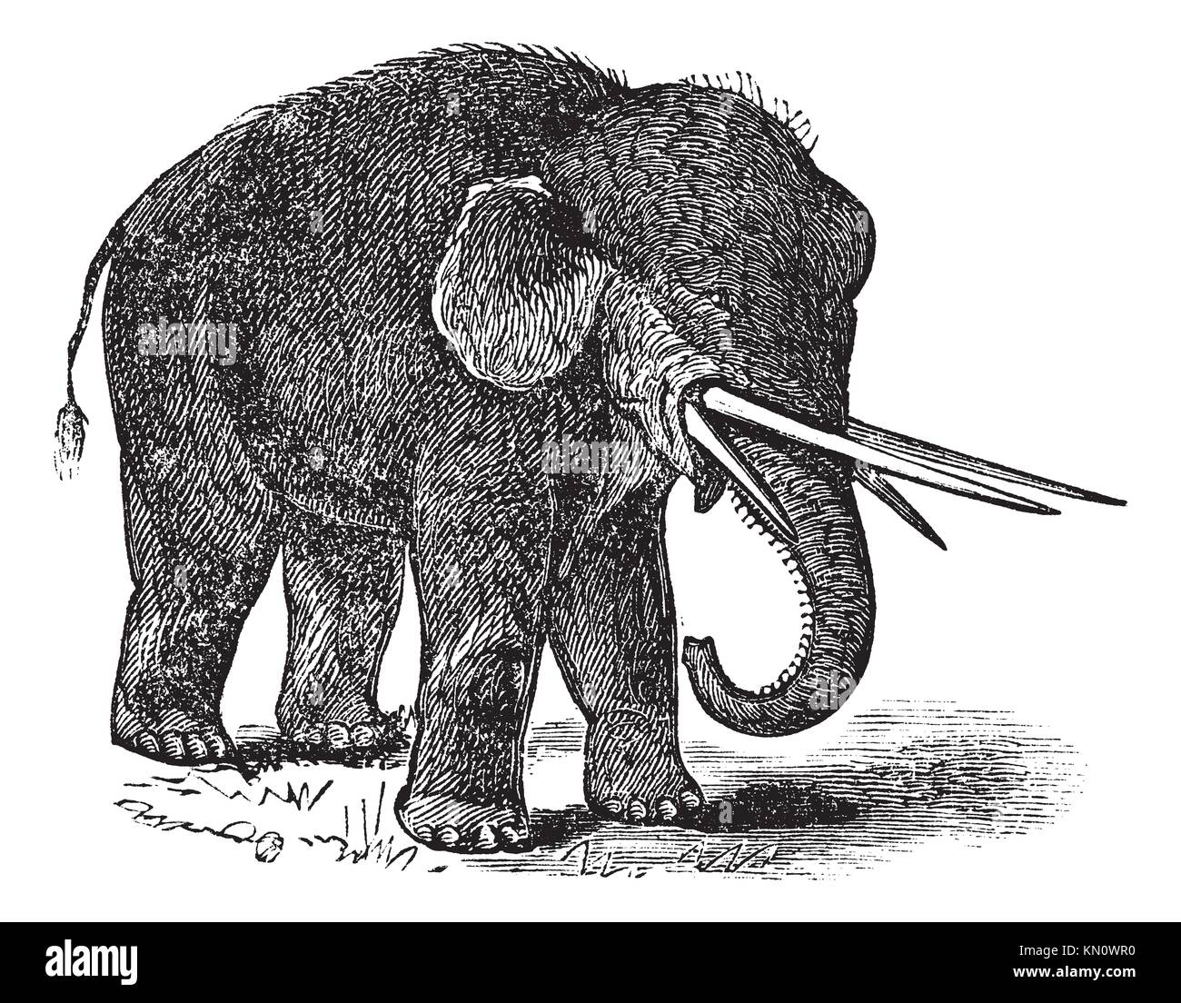 American Mastodon High Resolution Stock Photography and Images - Alamy