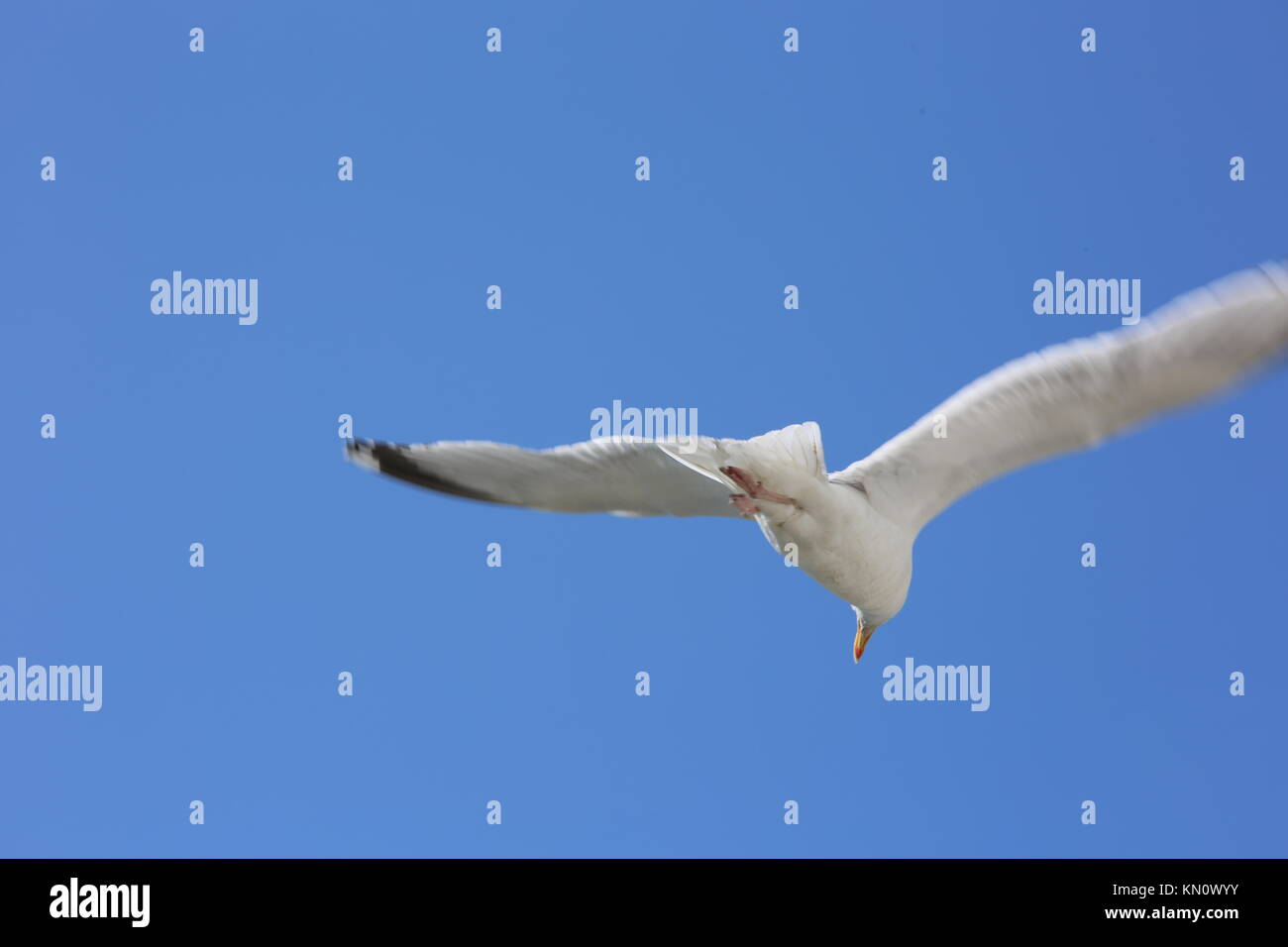 Big seagull hi-res stock photography and images - Alamy