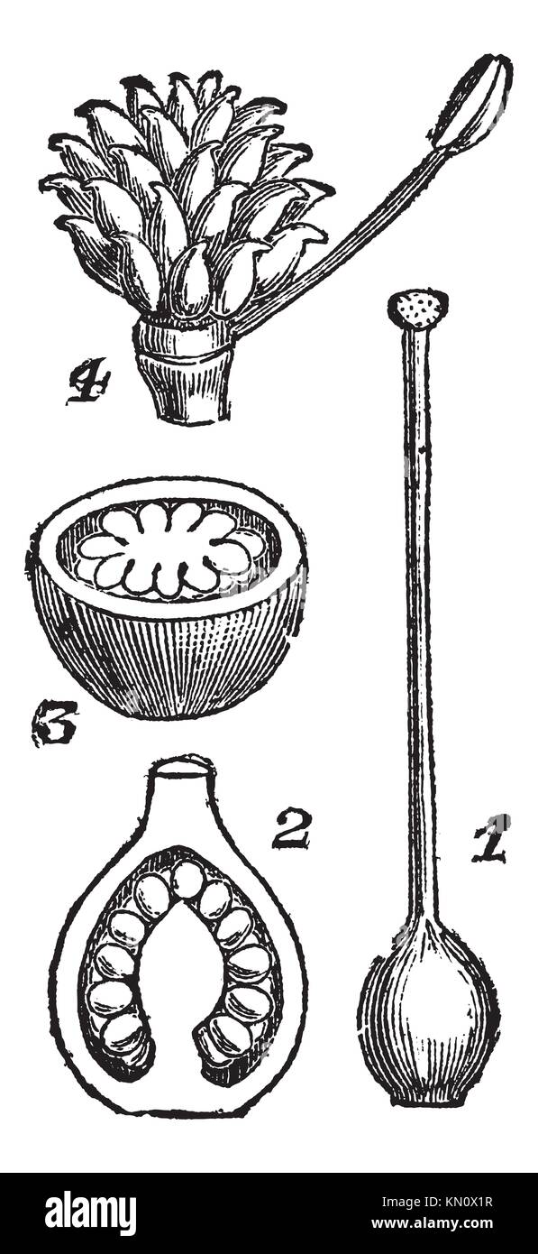 Antique pistil illustration Cut Out Stock Images & Pictures - Alamy