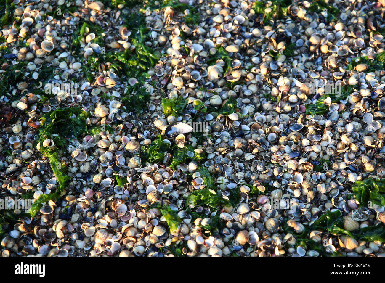 place full of shells Stock Photo - Alamy