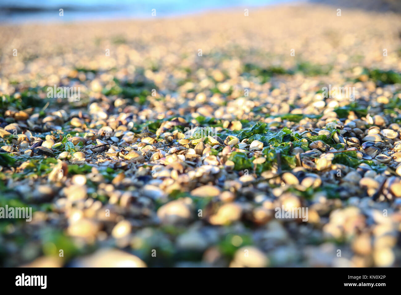 place full of shells 2 Stock Photo - Alamy