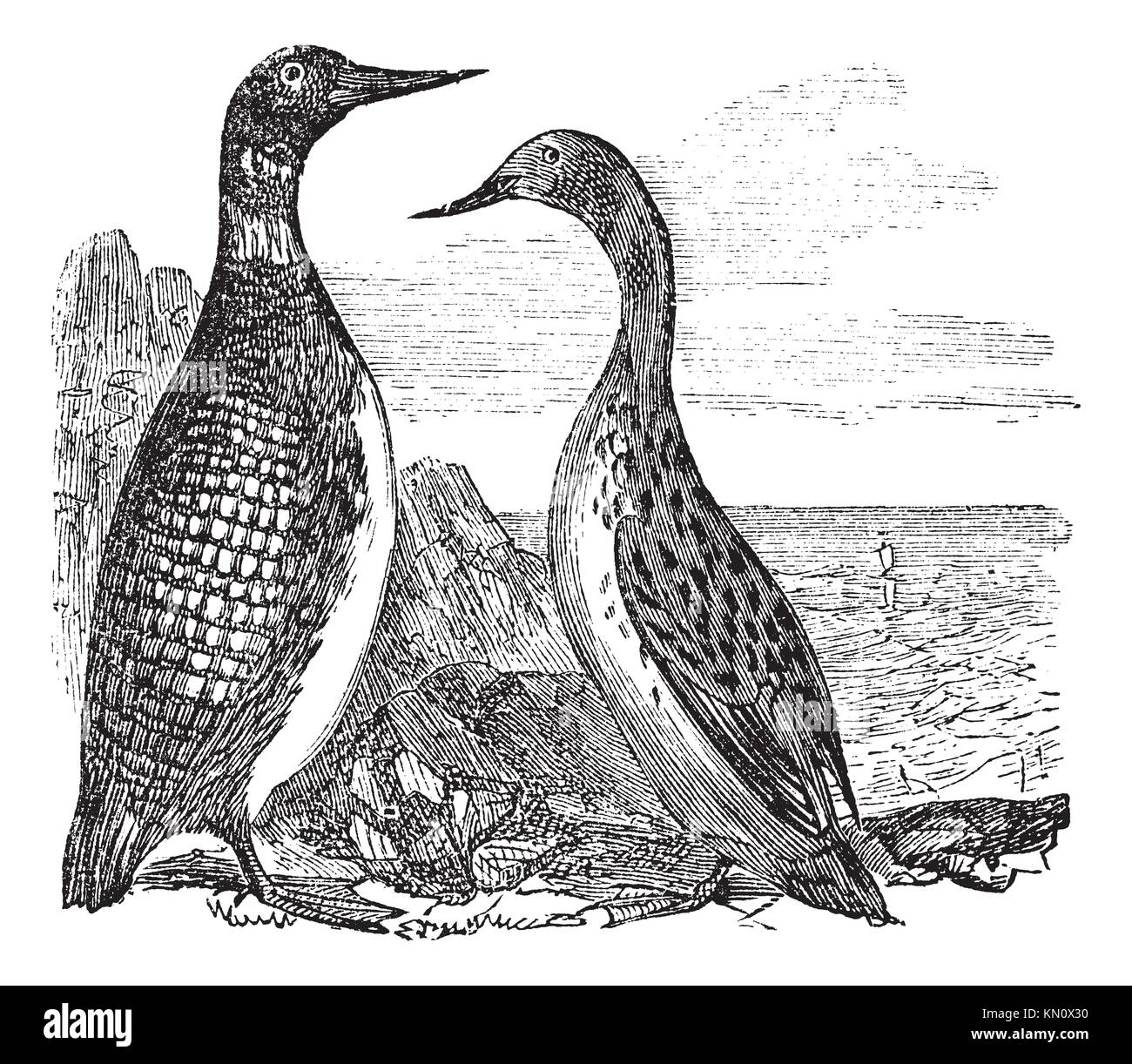 Common loon bird nest Cut Out Stock Images & Pictures - Alamy