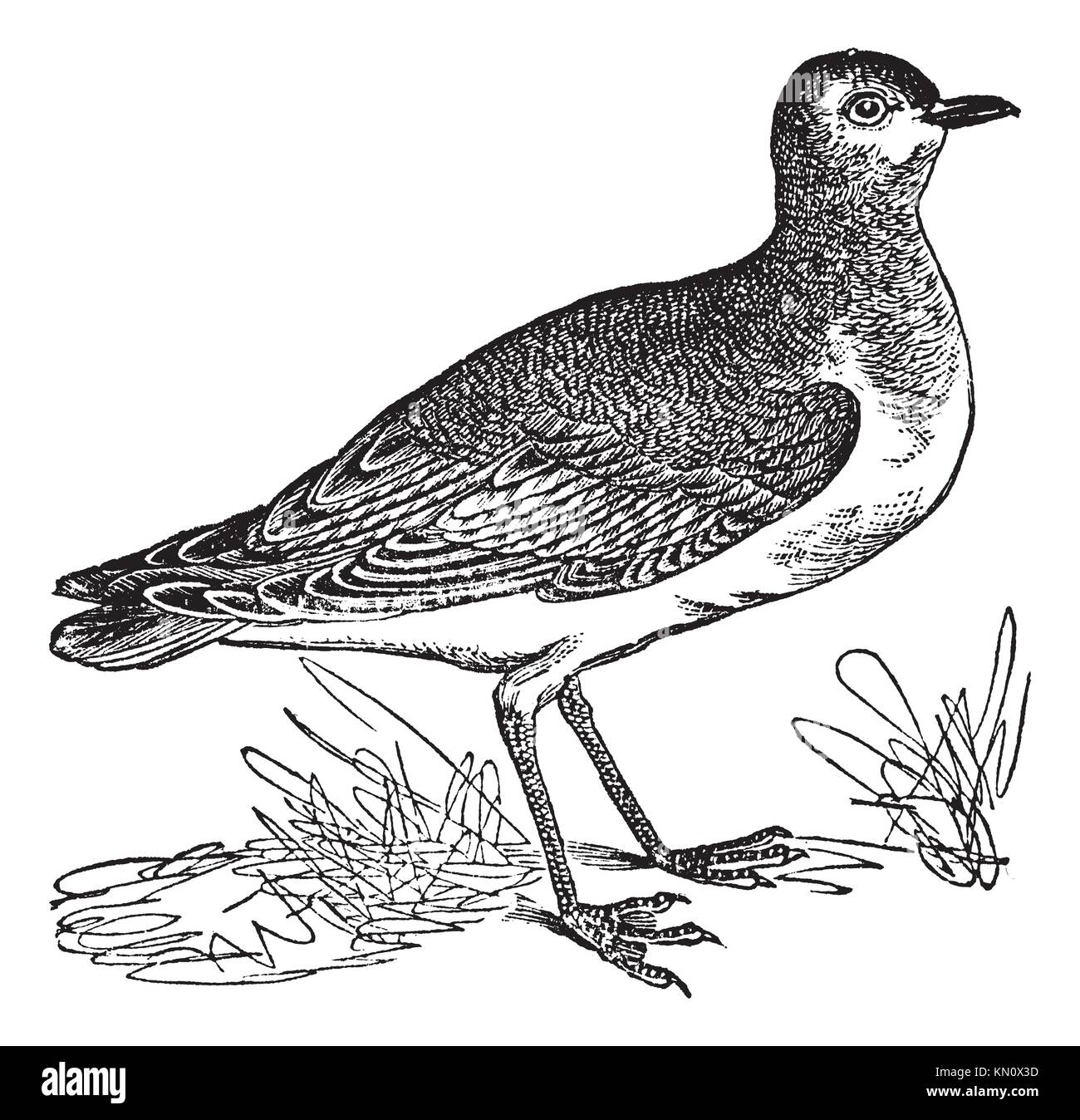 Black and white plover Cut Out Stock Images & Pictures - Alamy