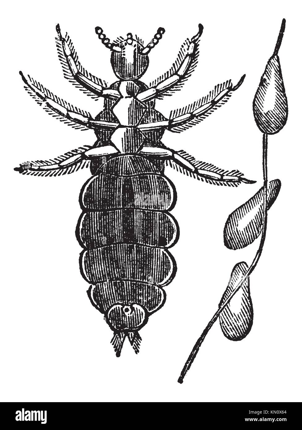 Pediculus Humanus High Resolution Stock Photography and Images - Alamy