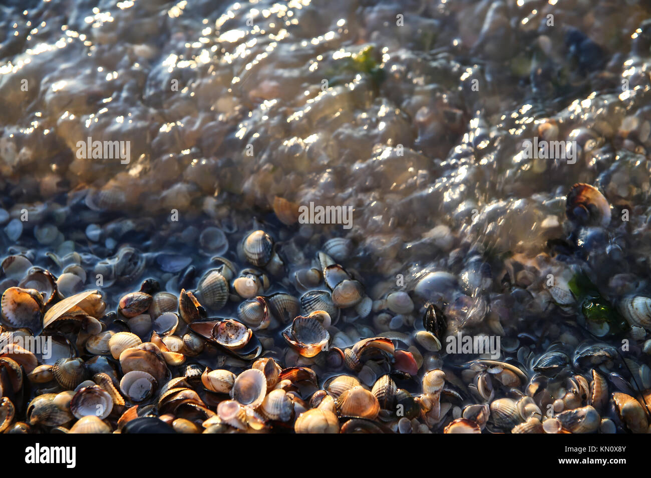 area full of shells Stock Photo - Alamy