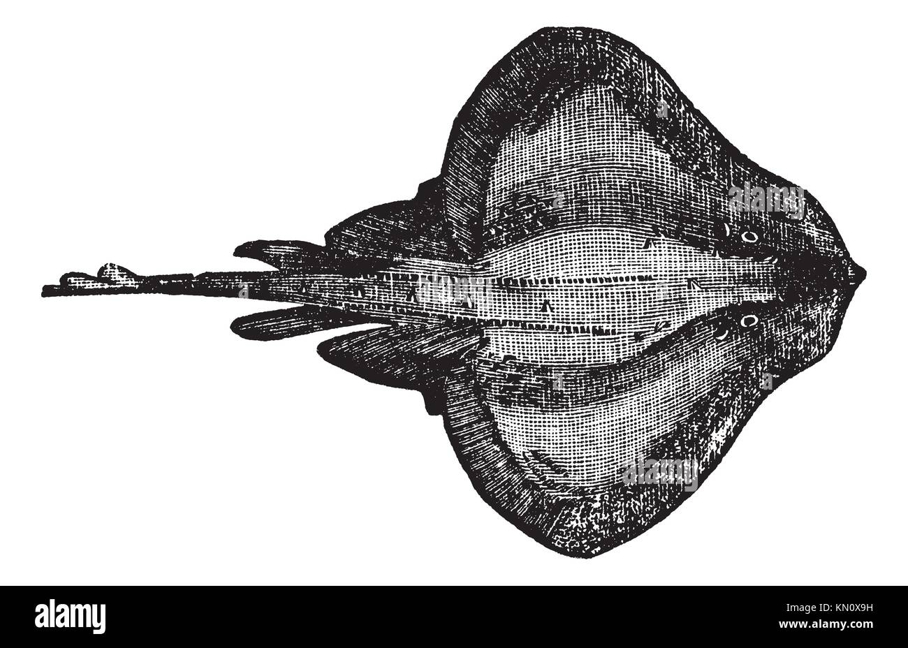 Dipturus laevis hi-res stock photography and images - Alamy