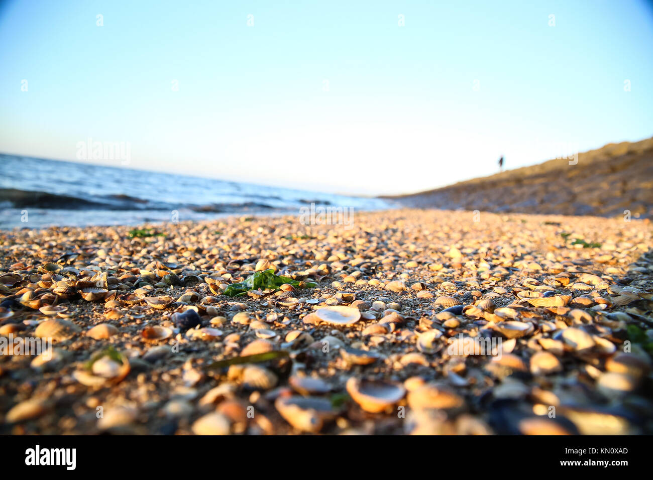 a way full of shells Stock Photo - Alamy