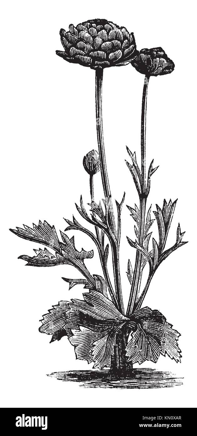 Buttercup botanical illustration Cut Out Stock Images & Pictures - Alamy