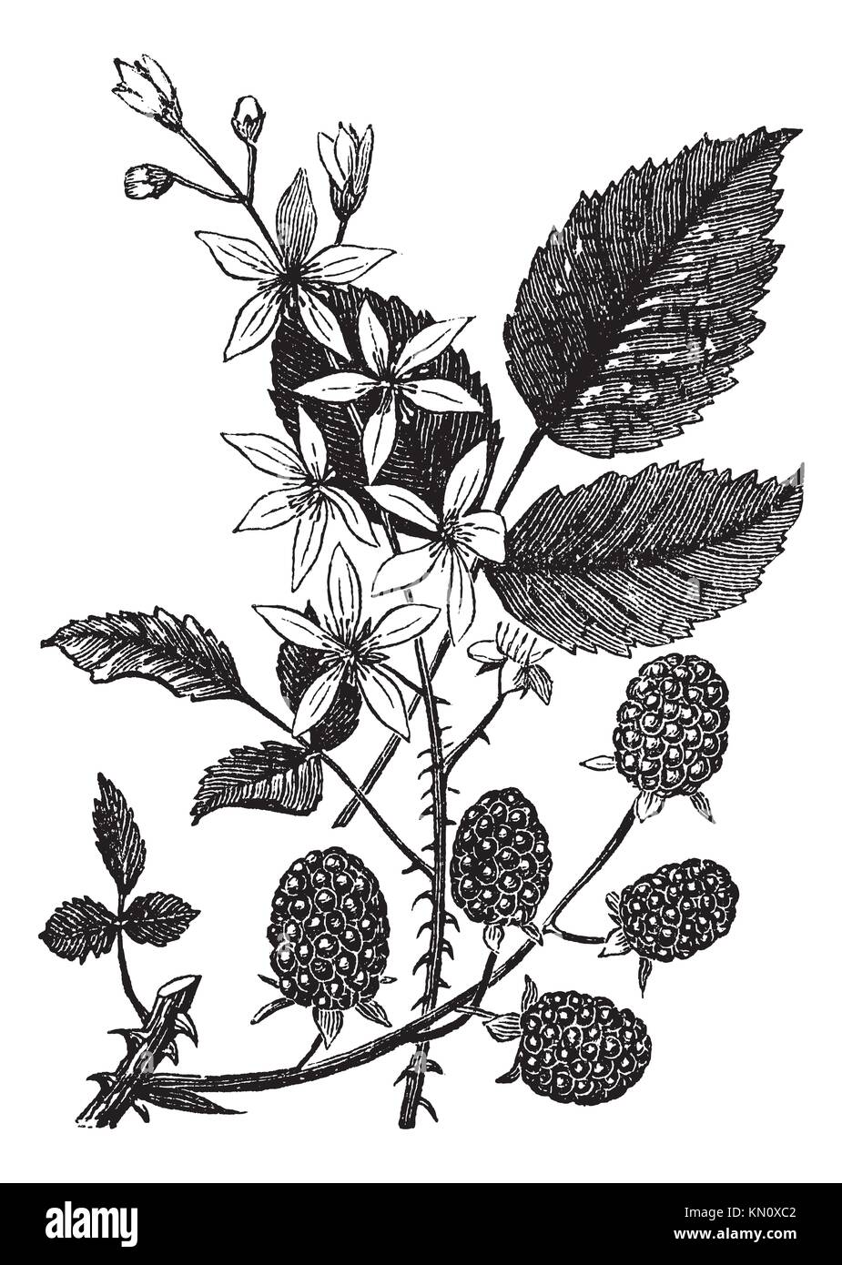Rubus villosus illustration hi-res stock photography and images - Alamy