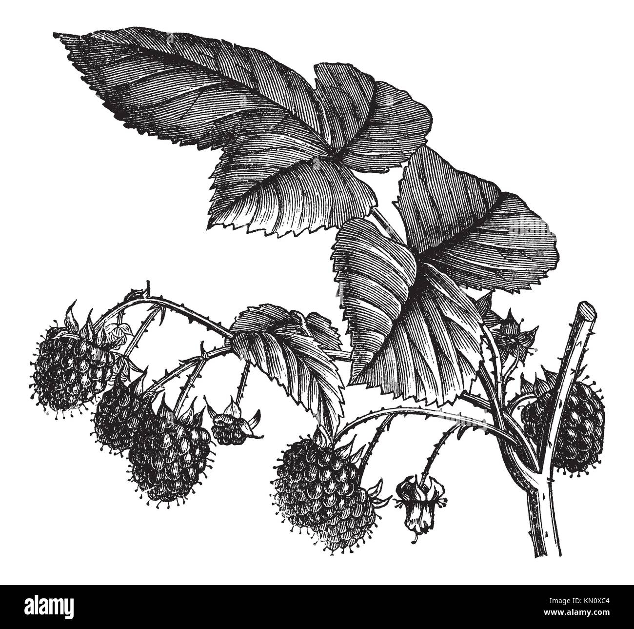 Raspberry sketch hi-res stock photography and images - Alamy