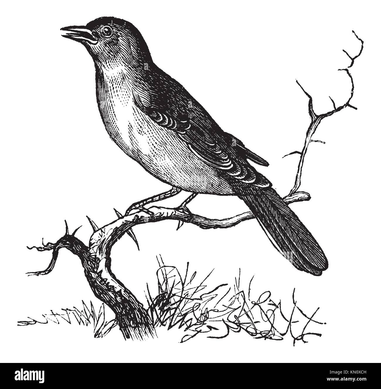 Nightingale Bird Drawing