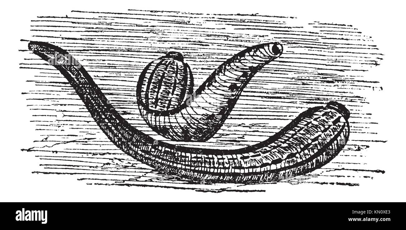 Labeled Leech Clip Art