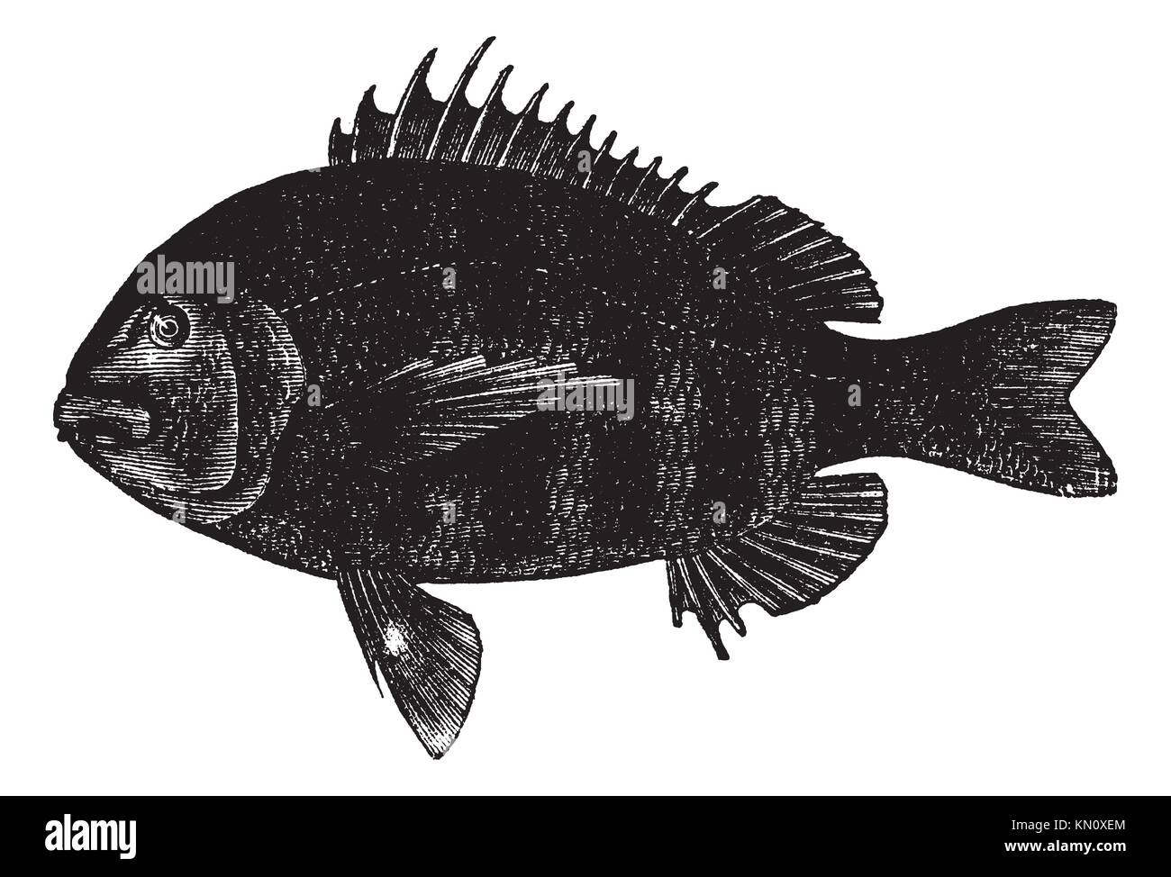 Sheepshead fish Cut Out Stock Images & Pictures - Alamy