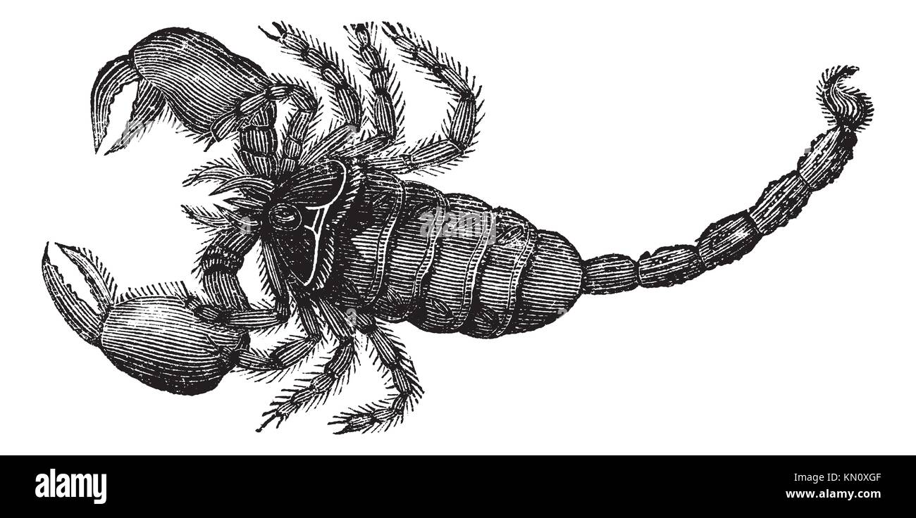 Scorpio Afer High Resolution Stock Photography and Images - Alamy