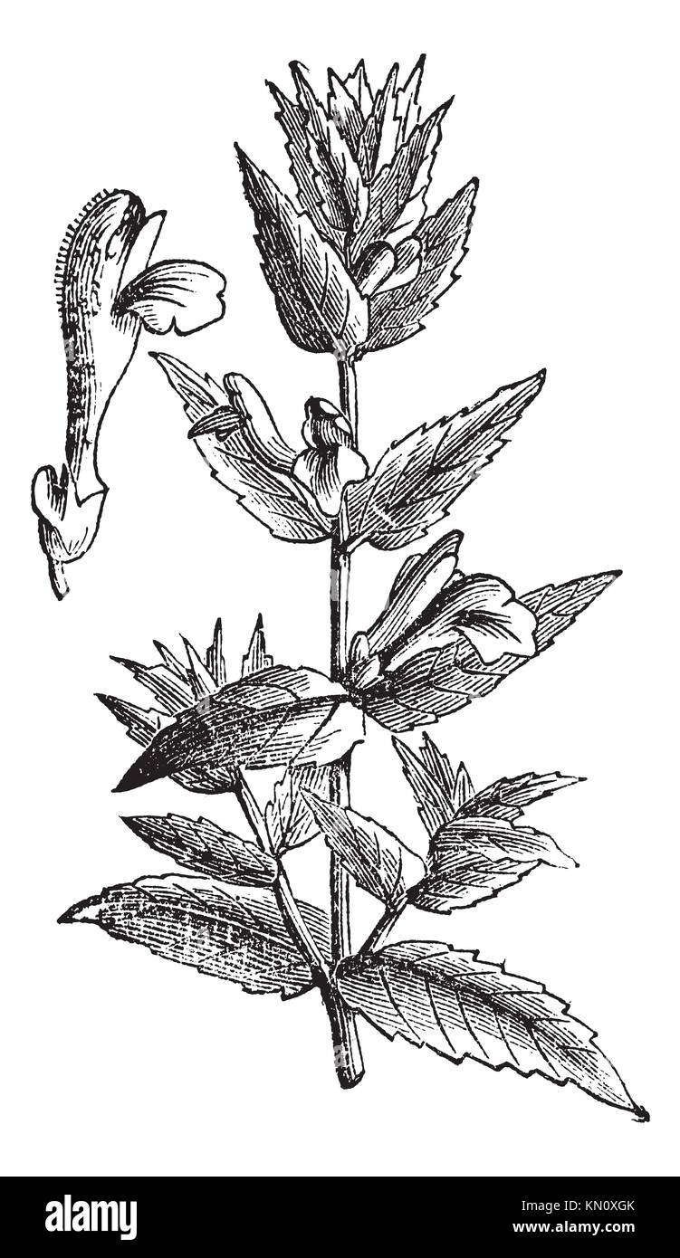 Drawing of skullcap plant Cut Out Stock Images & Pictures - Alamy