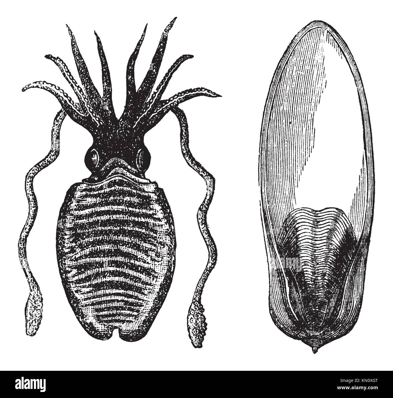Cuttlefish bone sepia officinalis hi-res stock photography and images ...