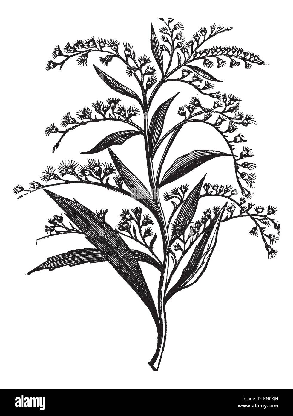 Goldenrod flower drawing hi-res stock photography and images - Alamy