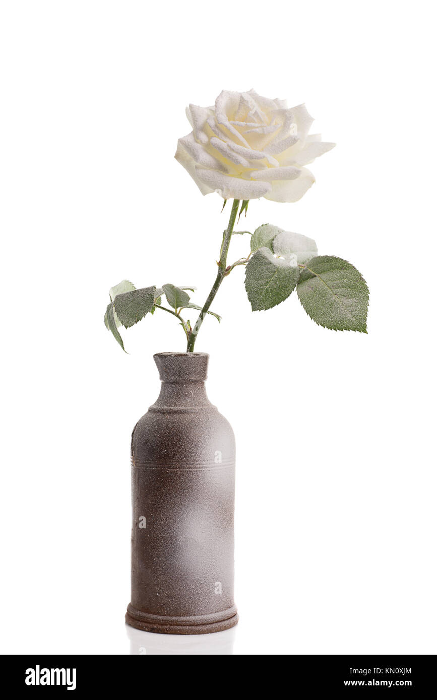 Single stem white rose sprayed with snow and glitter for Christmas ...