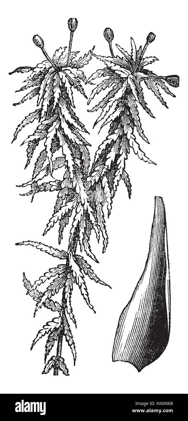 Moss Drawing Stock Photos & Moss Drawing Stock Images - Alamy