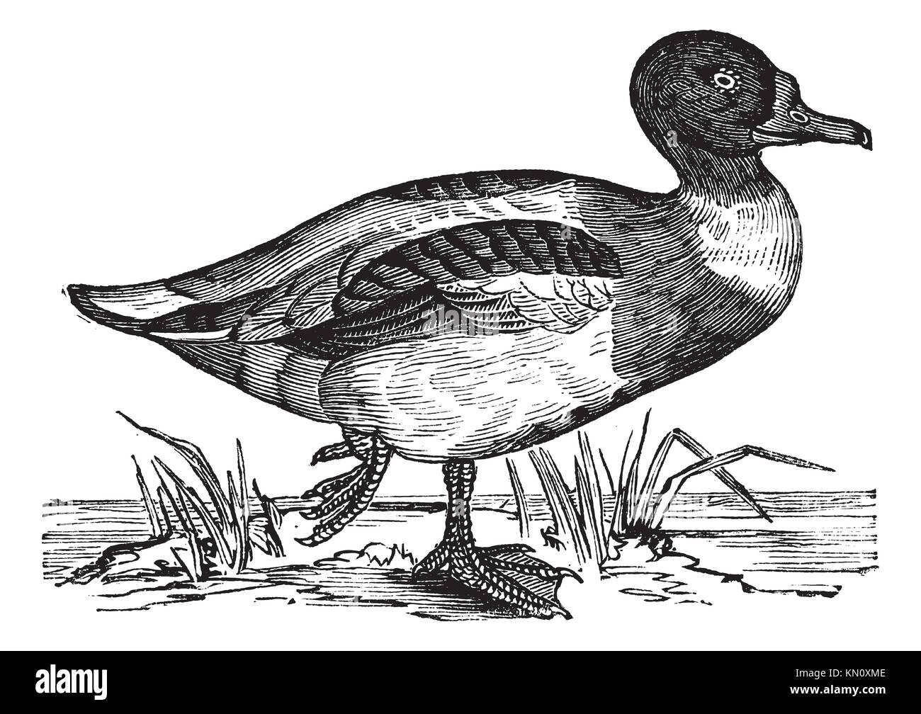 Black and white shelduck Cut Out Stock Images & Pictures - Alamy